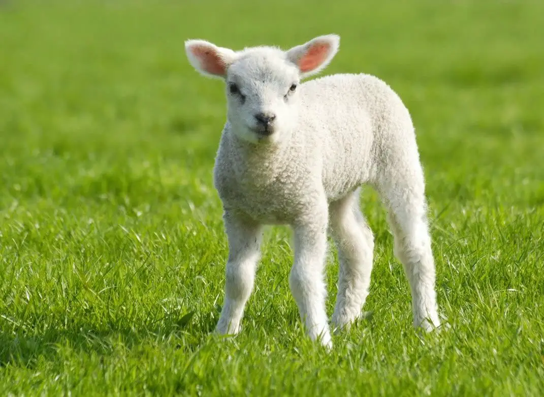 Oración del corderito manso para el ser amado: amarra, domina