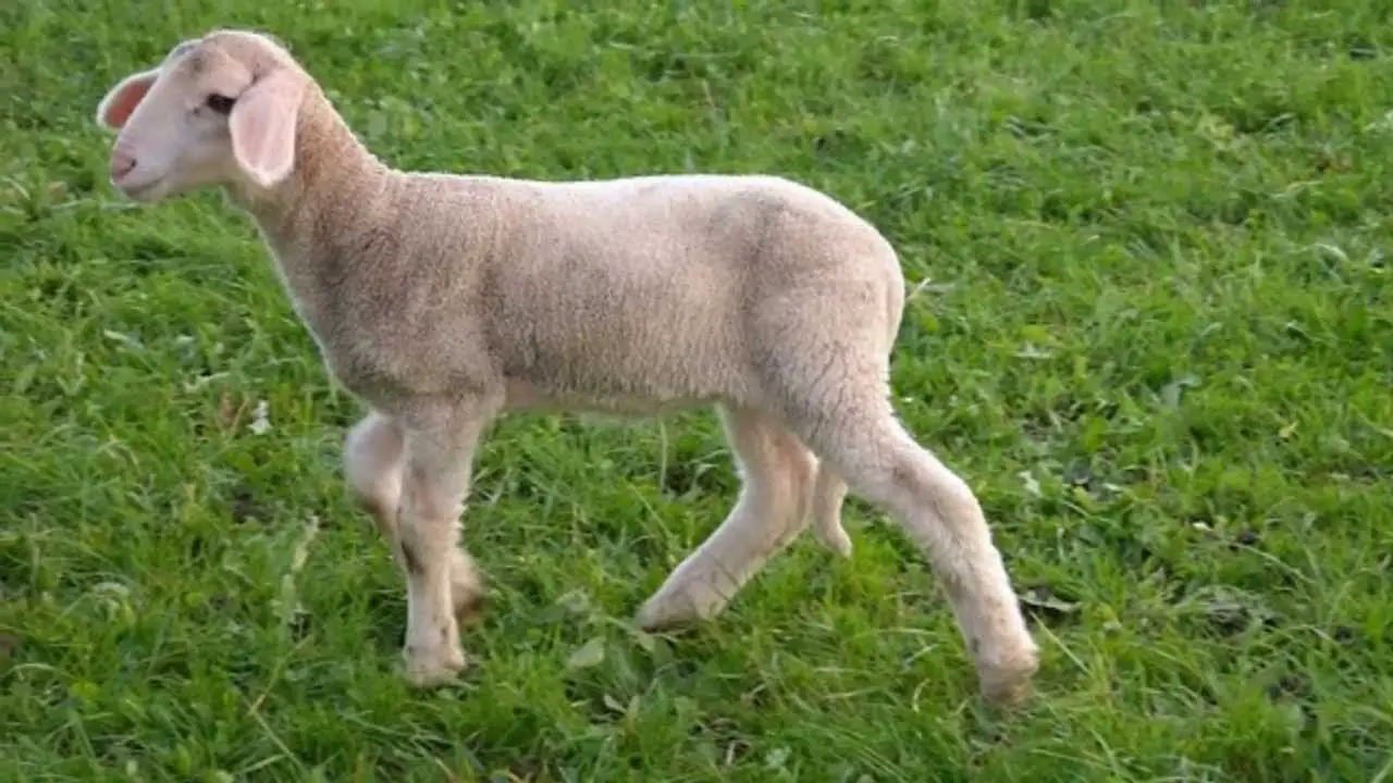 Oración del corderito manso para el ser amado: amarra, domina