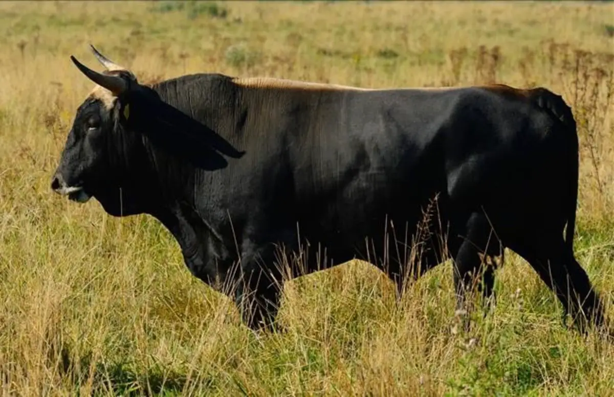 ESPIRITISMO: Historia, Significado, Origen, Definición, Tipos Y Mucho Más