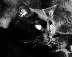 Brujería: ¿qué Es? Historia, Negra, Blanca Y Mucho Más